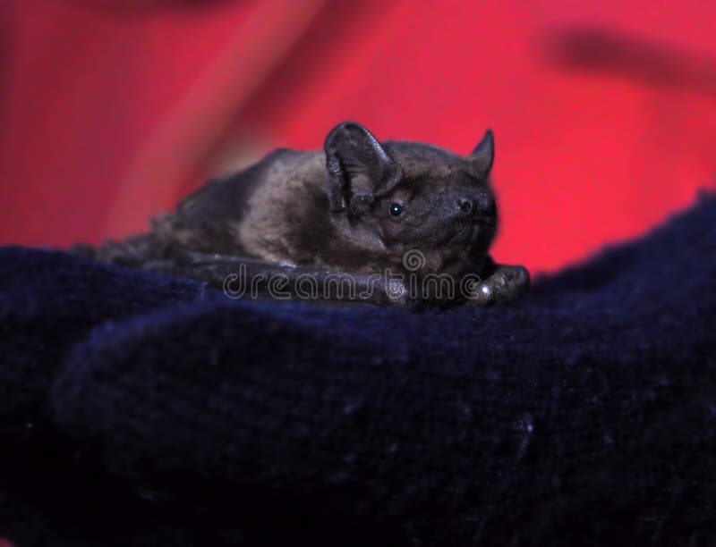 Bat Laying Human's Hand Stock Photos - Free & Royalty-Free Stock Photos ...