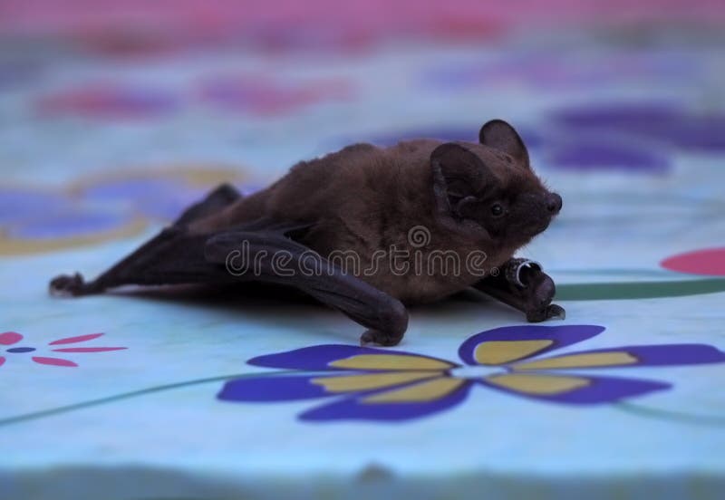 Bat Laying at Table Close-up Stock Photo - Image of nature, macro: 89696290