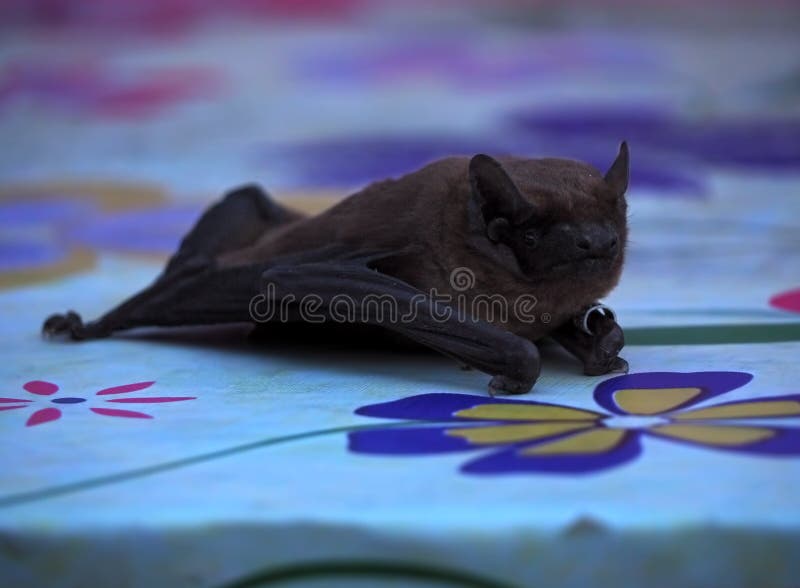 Bat Laying at Table Close-up and Looking at the Camera Stock Photo ...