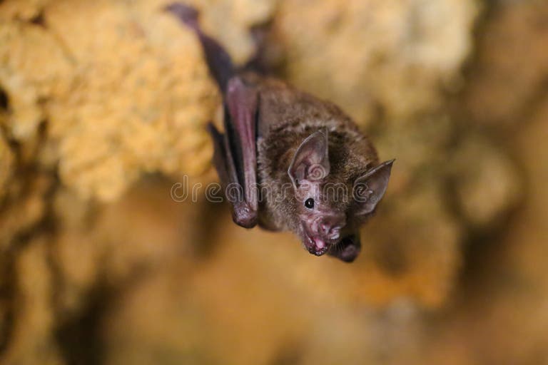 590 Lesser Horsehoe Bat Stock Photos - Free & Royalty-Free Stock Photos ...