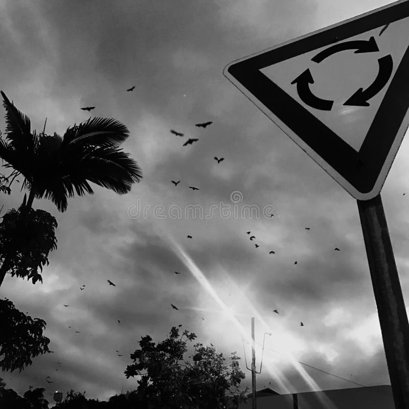 The bat stock photo. Image of lots, keynes, bats, black - 124106398