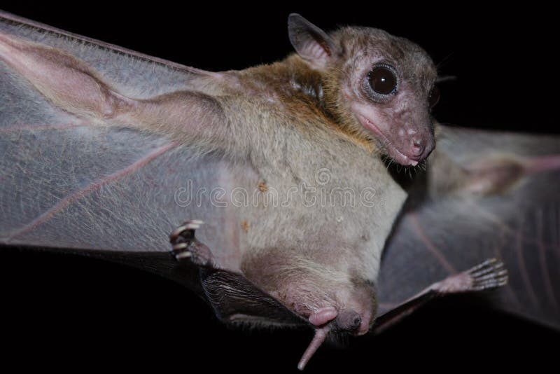 Bat is mammal and call stock image. Image of tree, rainforest - 122101065