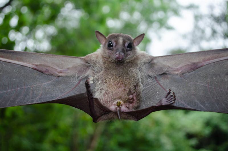 Bat is mammal and call stock image. Image of rainforest - 122101157