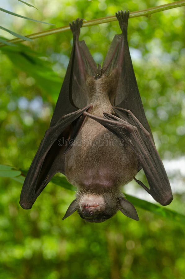 Bat is mammal and call stock photo. Image of outdoors - 127203512