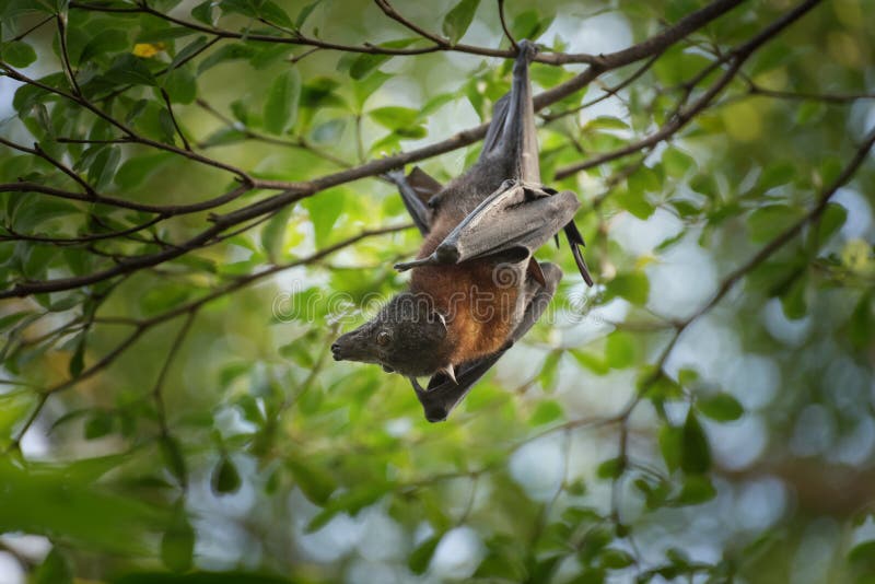 Bat (Chiroptera) stock photo. Image of animal, wildlife - 8238052