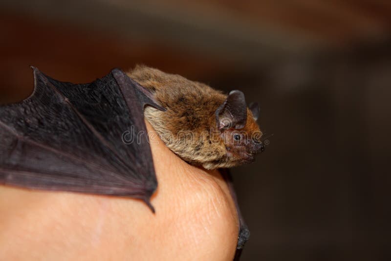 Bat mammal stock image. Image of finger, animals, fauna - 216545891