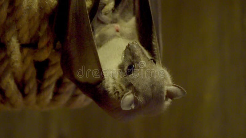 Bat Microchiroptera Hanging Upside Down Stock Footage - Video of ...