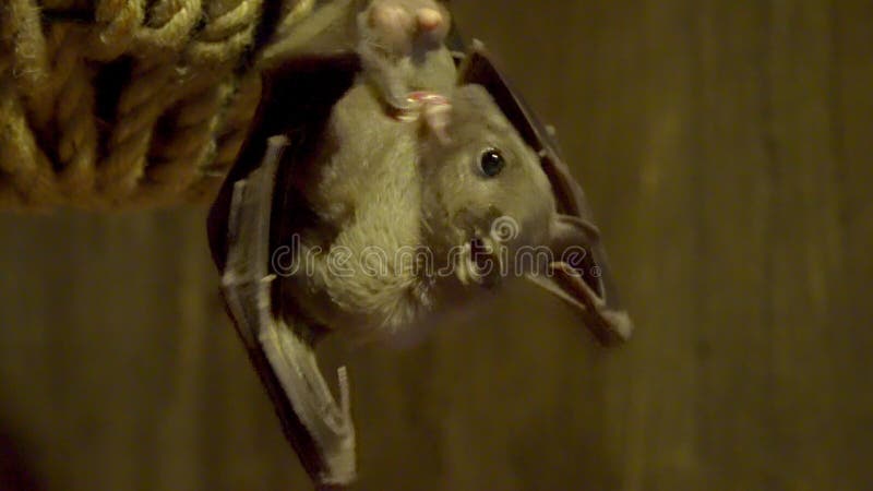 Bat Microchiroptera Hanging Upside Down Stock Footage - Video of ...