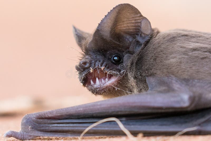 Mouthful of teeth stock photo. Image of predator, claws - 36702934