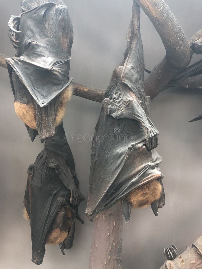 The Bat in the Museum Close Stock Image - Image of wild, life: 248784483