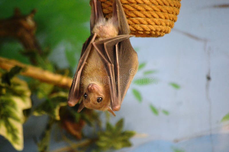 Bat in nature stock photo. Image of animals, caving - 271514602