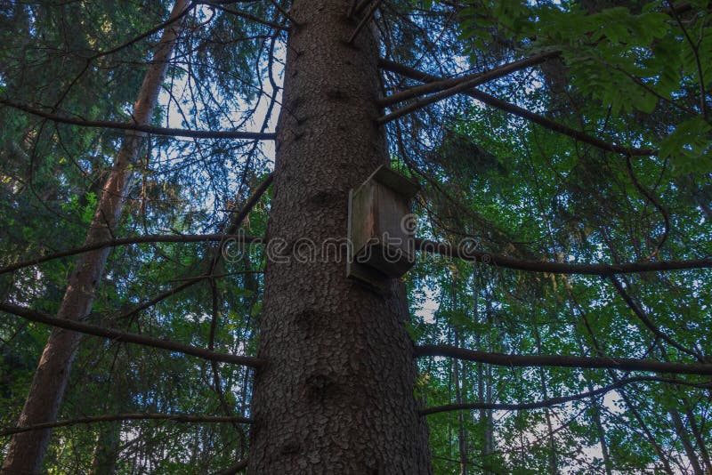 Bat nest on a tree runk stock photo. Image of tree, nature - 256311246