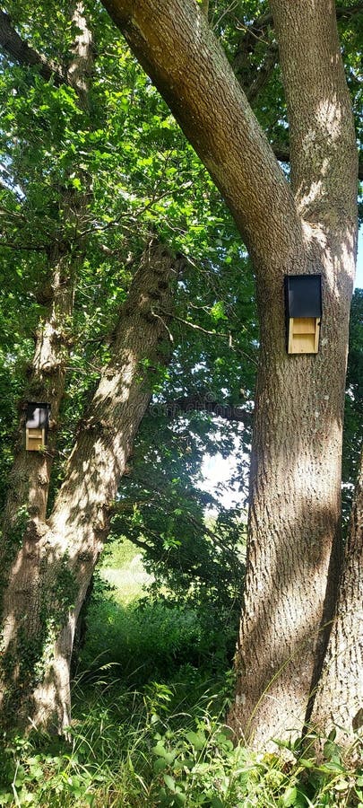 Bat Nesting Box Attached To a Tree. Stock Image - Image of tree ...