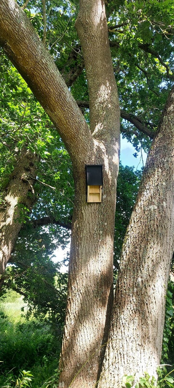Bat Nesting Box Attached To a Tree. Stock Photo - Image of england ...