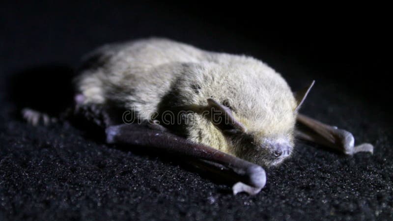 Bat Night Lying on the Ground Stock Footage - Video of nocturnal ...