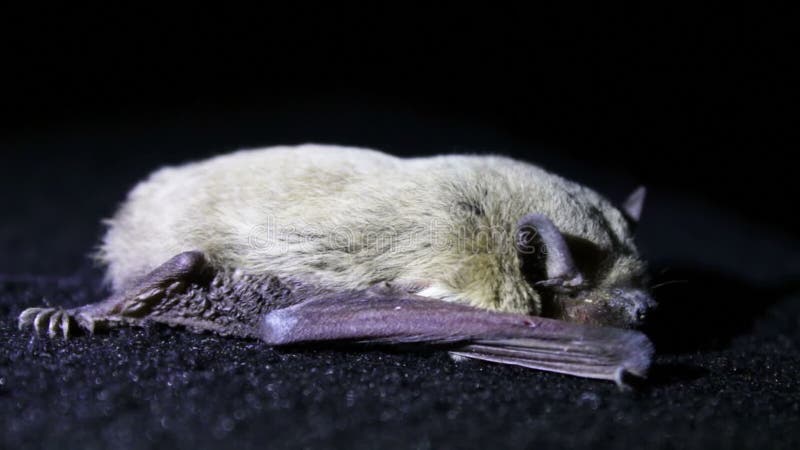 Bat Night Lying on the Ground Stock Footage - Video of nocturnal ...