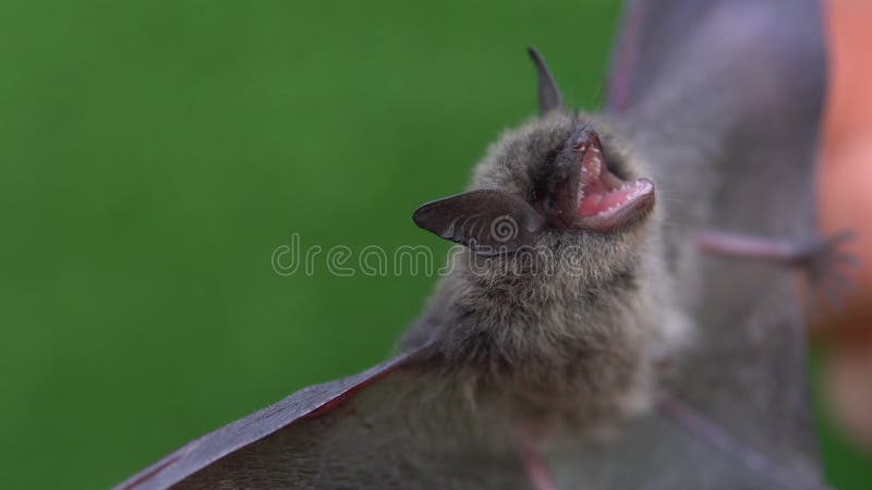 A Bat with Open Wings in the Hands of a Man Stock Photo - Image of ...