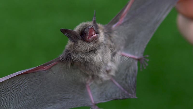 A Bat with Open Wings in the Hands of a Man Stock Image - Image of ...