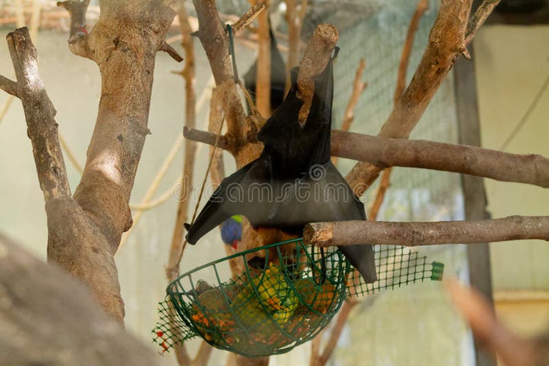 Bat and Parrot Interaction in a Natural Setting Stock Illustration ...