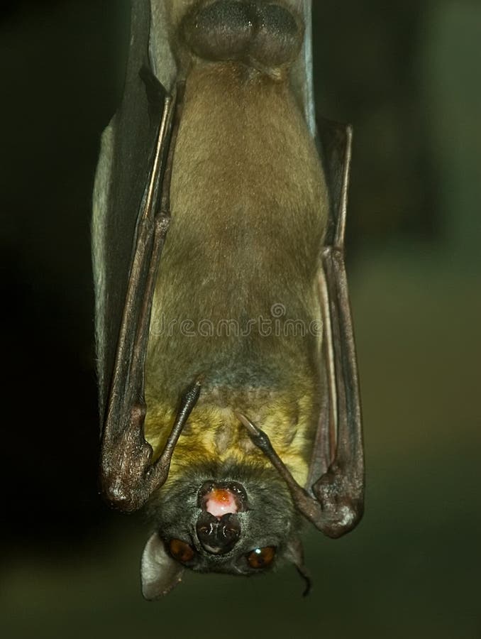 Bat Portrait 1 stock photo. Image of portrait, hanging - 3561234