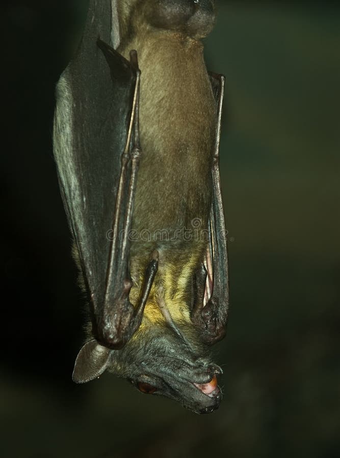 Bat Portrait 5 stock photo. Image of hang, hanging, portrait - 3561244