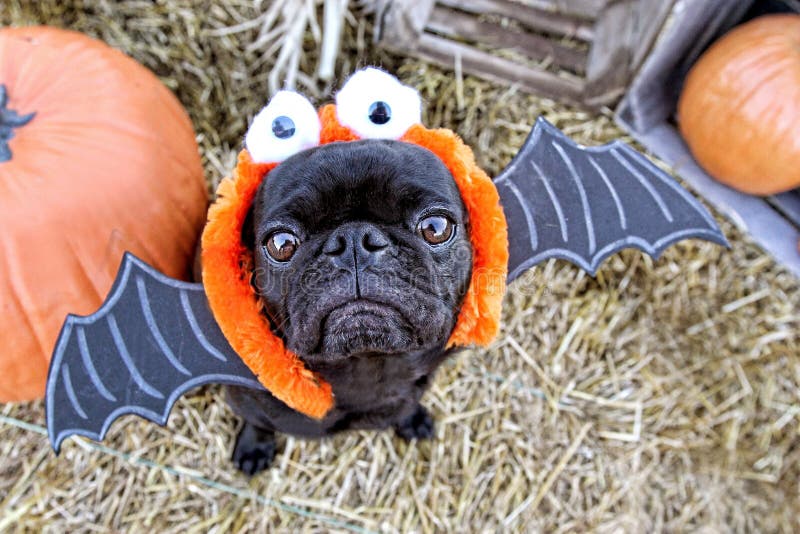 Bat Pug stock photo. Image of halloween, wings, pumpkin - 35182834