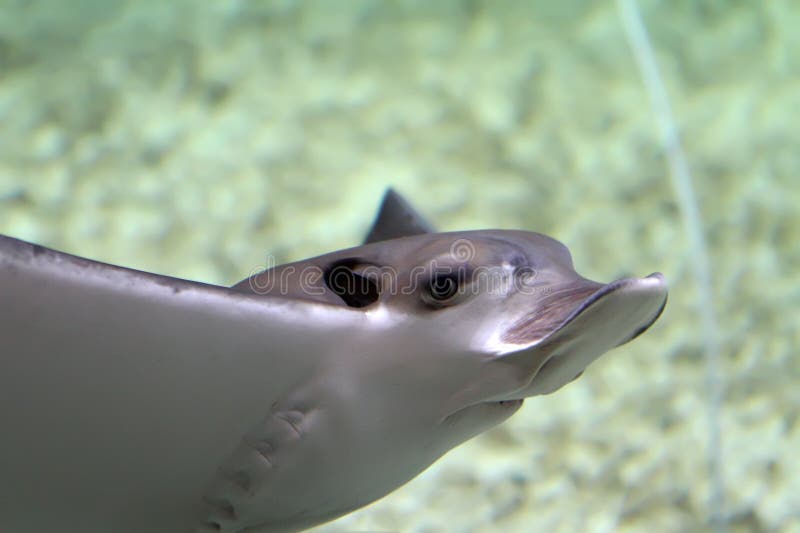 Bat ray stock image. Image of myliobatis, stingray, underwater - 26240241