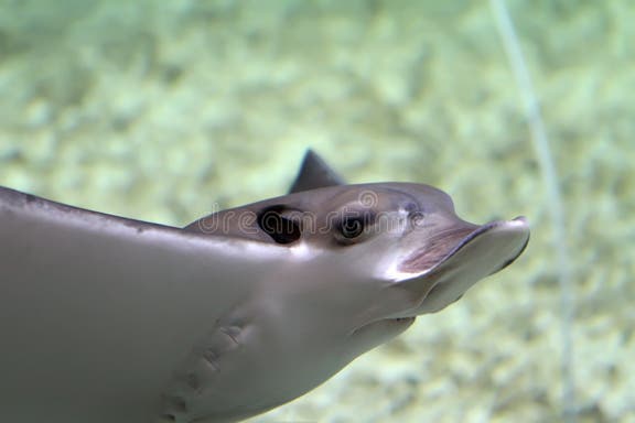 Bat ray stock image. Image of myliobatis, stingray, underwater - 26240241