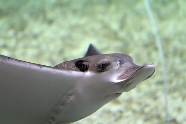 Bat ray stock image. Image of myliobatis, stingray, underwater - 26240241