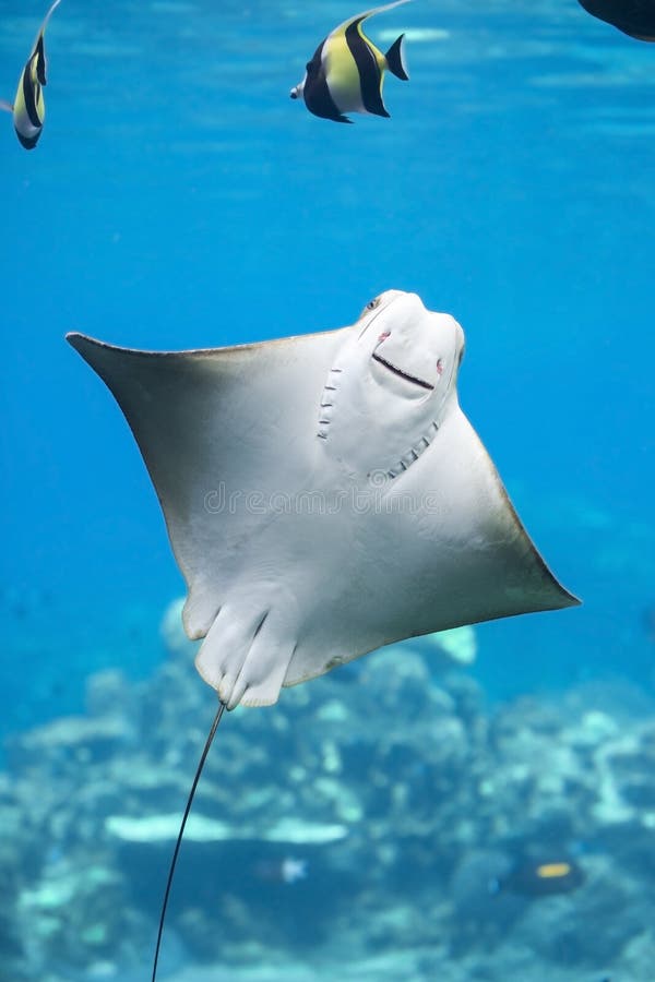 Bat Ray stock photo. Image of aquarium, closeup, white - 163619820