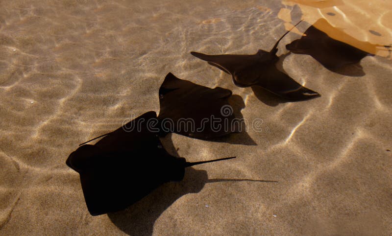 Bat rays stock image. Image of sting, sand, rays, animals - 3164343