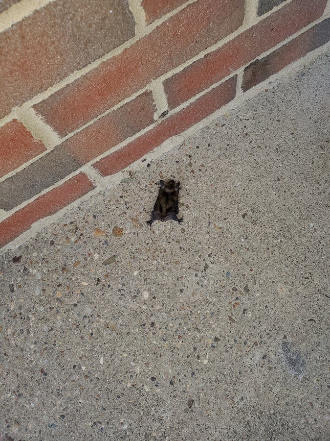 Bat Resting on the Ground after Hitting a Wall Stock Photo - Image of ...