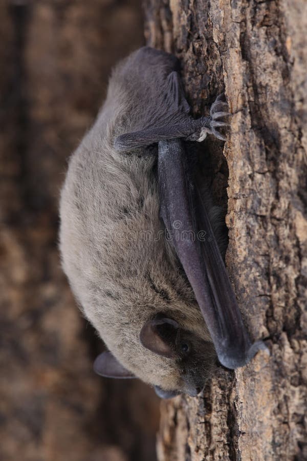 Bat is resting on tree stock photo. Image of nature - 108229688