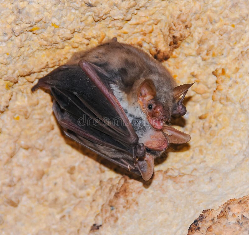 A Bat Rests Upside Down during the Day in the Catacombs of Eastern ...