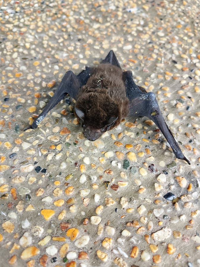 A Bat is on a Rocky Floor. this Bat is Seen with Its Wings Spread Out ...