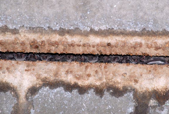 Bat Sandwich stock image. Image of home, sandwiched, details - 11110731