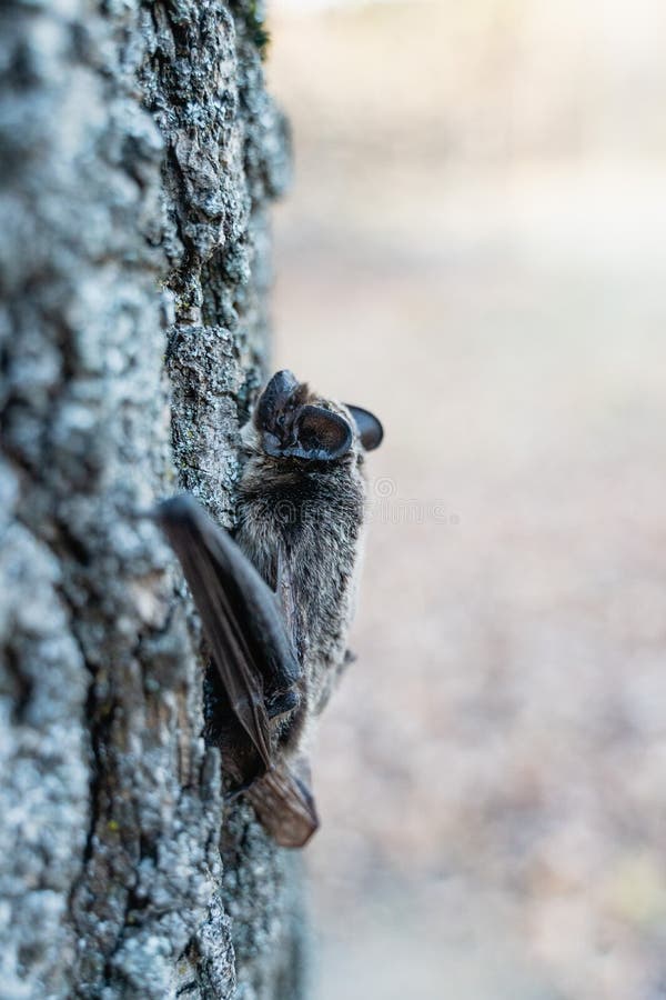Bat Sits on a Tree Trunk in Spring. Side View. Stock Image - Image of ...