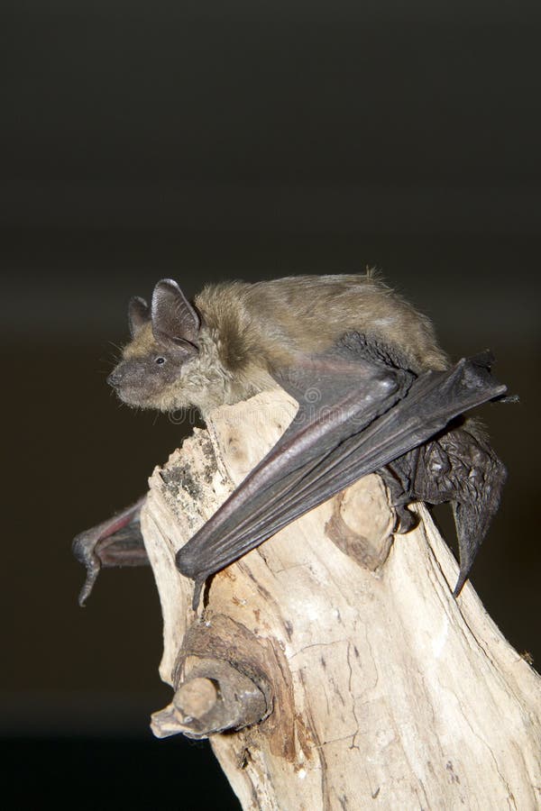 Bat Sitting on a Dry Tree Trunk in the Night Sky. Stock Image - Image ...