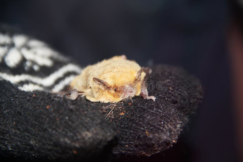 Bat sitting on a hand stock image. Image of sitting, black - 55460909