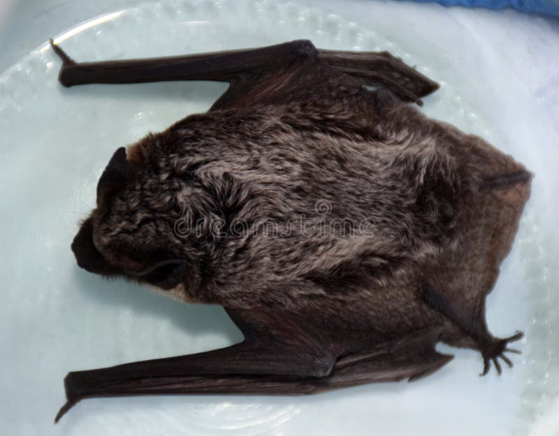 Bat stock photo. Image of nose, brown, sits, paws, sitting - 99593104