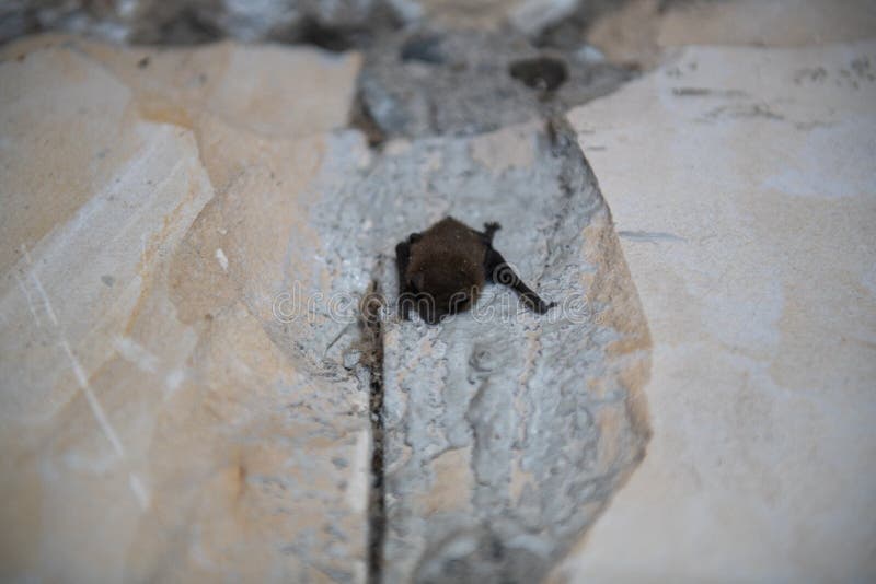 Bat Sitting on a Rock Under the Ceiling Stock Image - Image of pigeon ...
