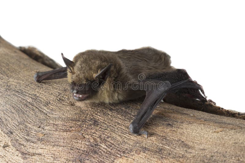 Little Brown Bat stock photo. Image of swooping, scarry - 21284160