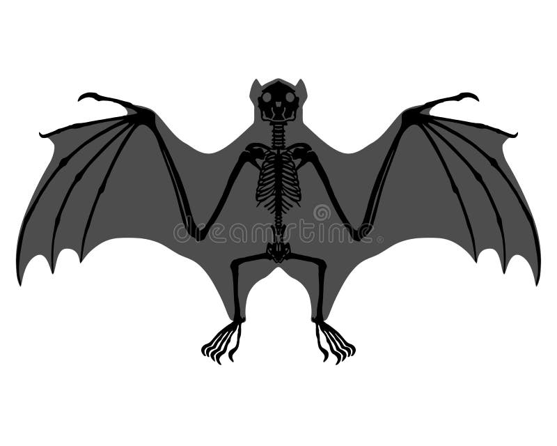 Bat skeleton stock vector. Illustration of animal, isolated - 80705658