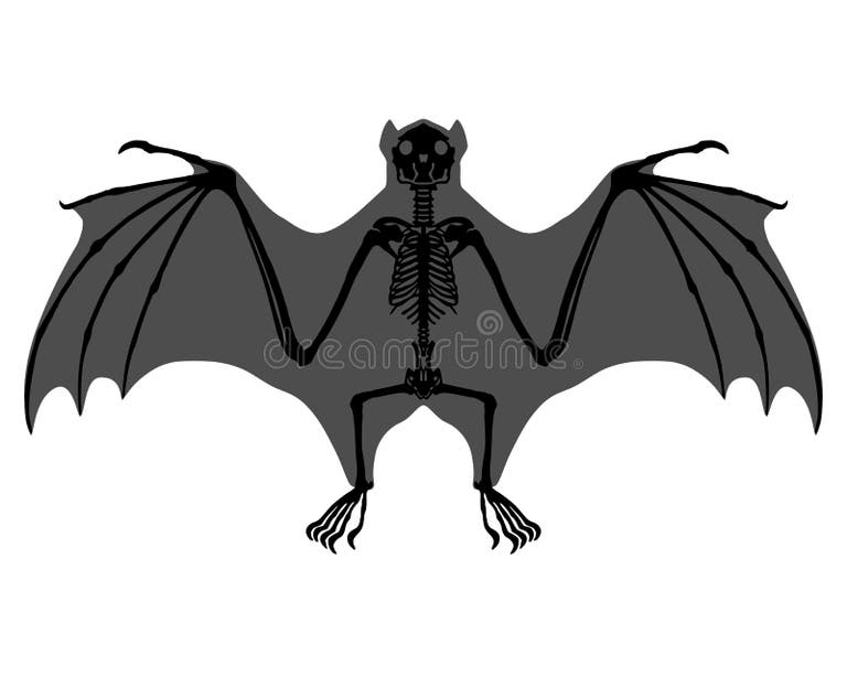 Bat Skeleton Stock Illustrations – 11,202 Bat Skeleton Stock ...