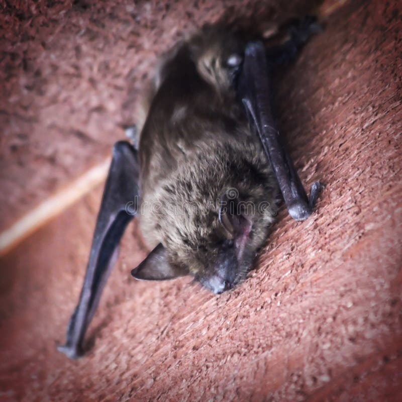 2,181 Sleeping Bat Stock Photos - Free & Royalty-Free Stock Photos from ...