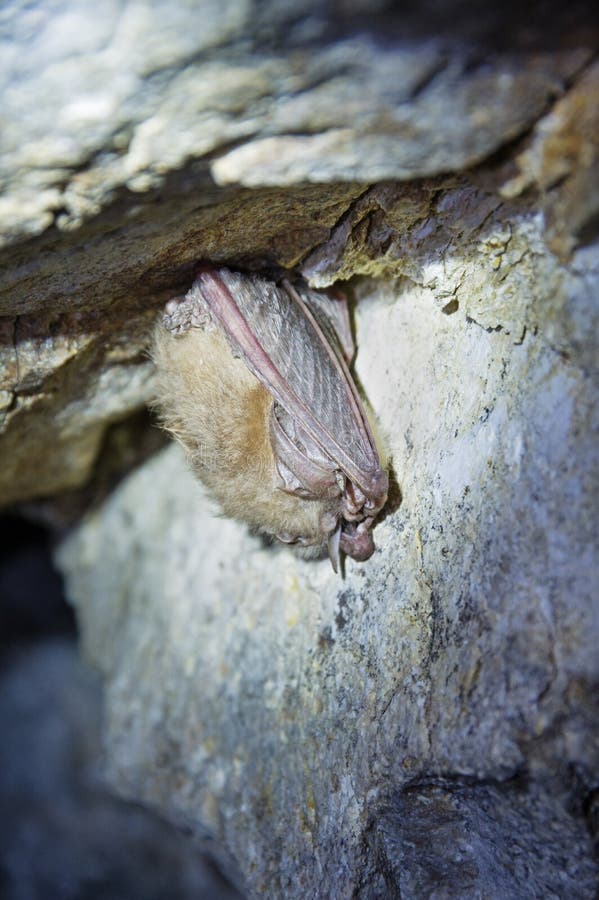 Sleeping bat stock photo. Image of cave, moist, sleep - 1825298