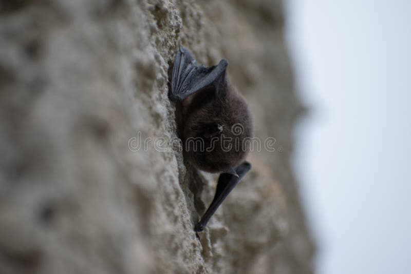 Bat. a Small Bat Hanging on the Wall Stock Photo - Image of claw ...