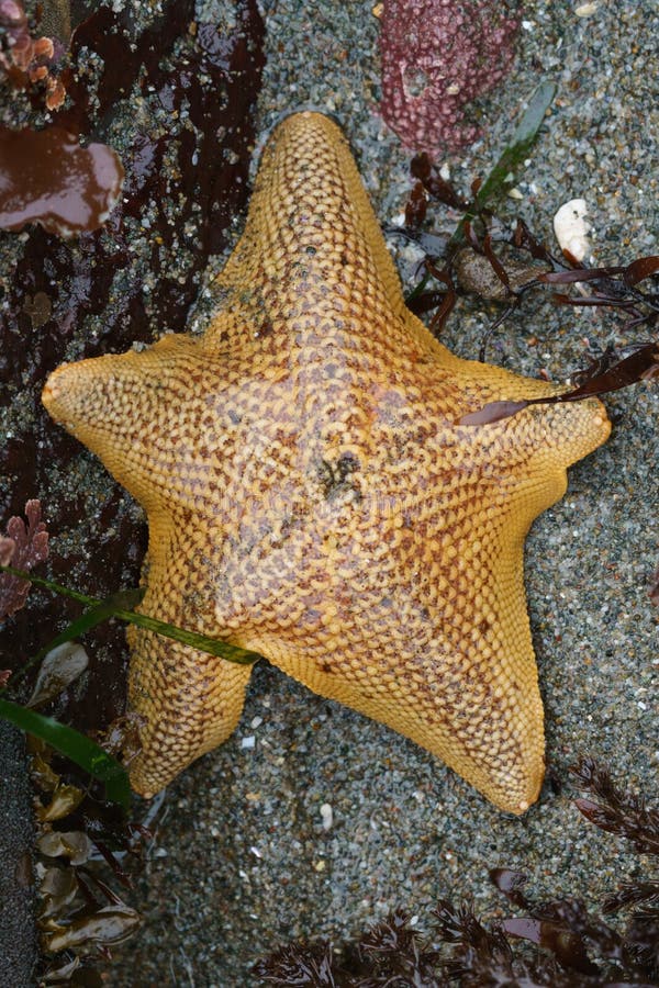 Bat Star Star Fish California Stock Image - Image of seastar, kelp ...