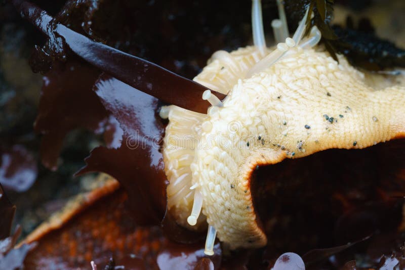 Bat Star Star Fish California Stock Photo - Image of kelp, seastar ...