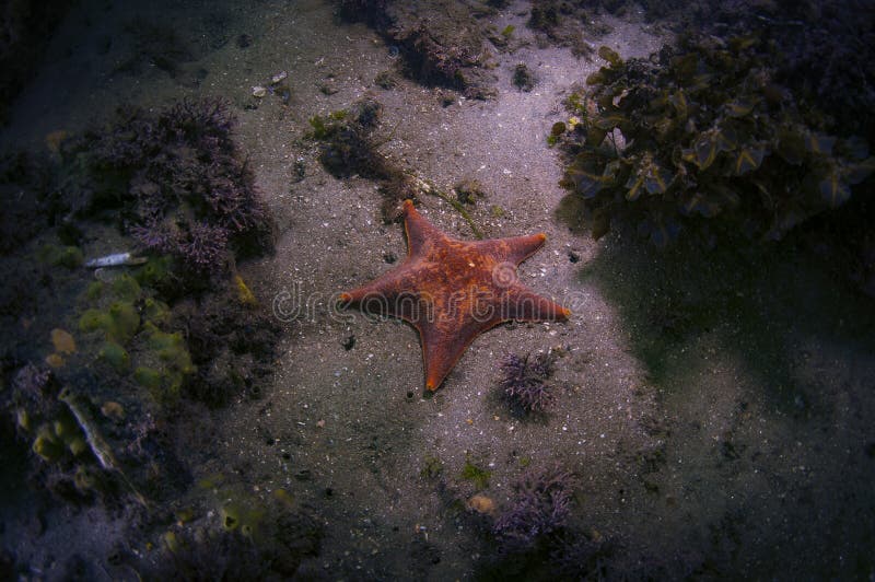 Bat Star stock photo. Image of animal, california, underwater - 93758002